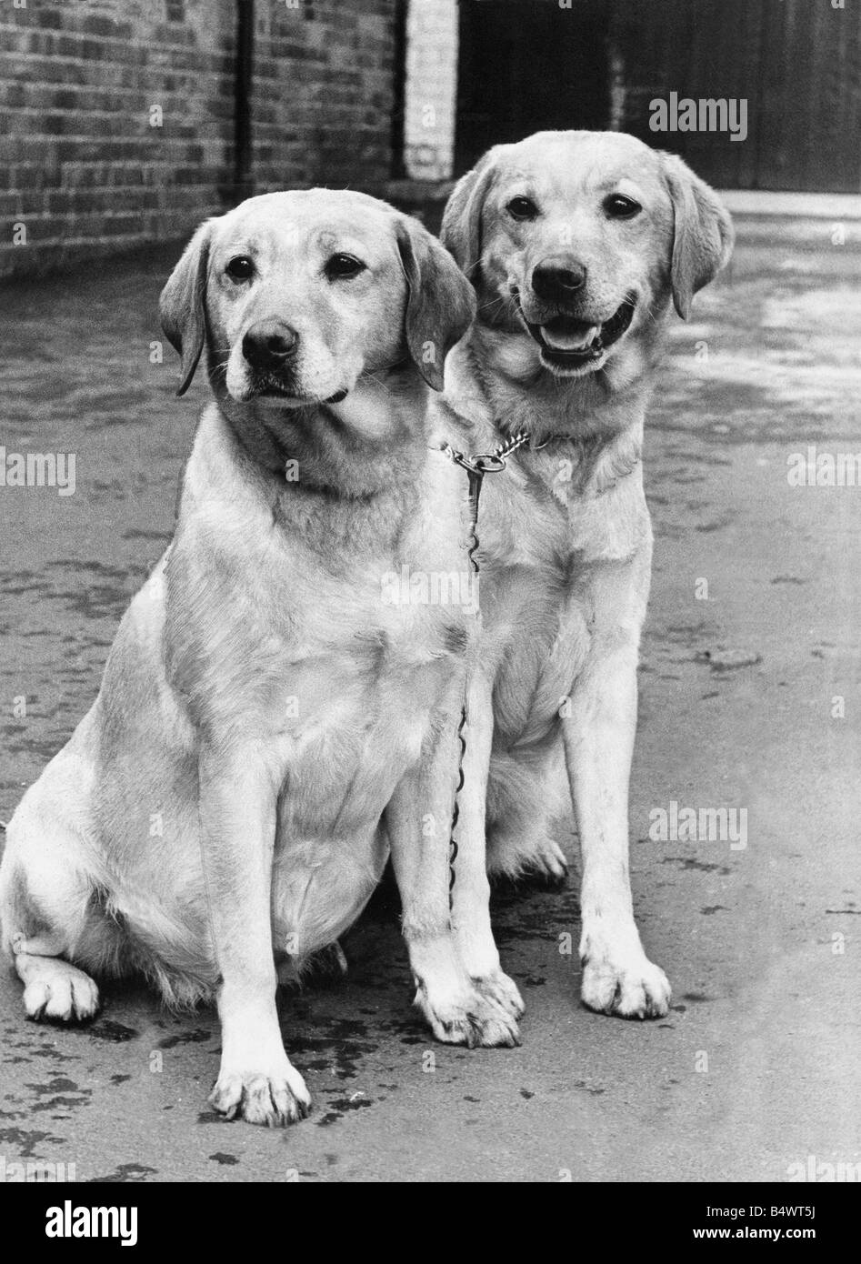 Peter puppy hi-res stock photography and images - Alamy