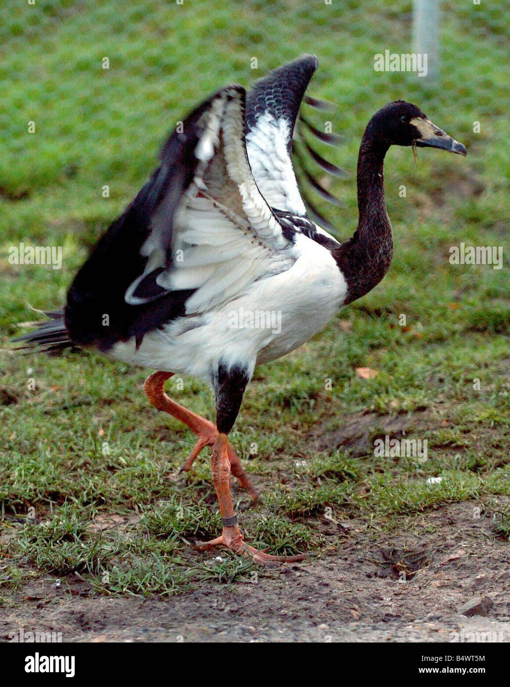 A Magpie Goose Stock Photo - Alamy