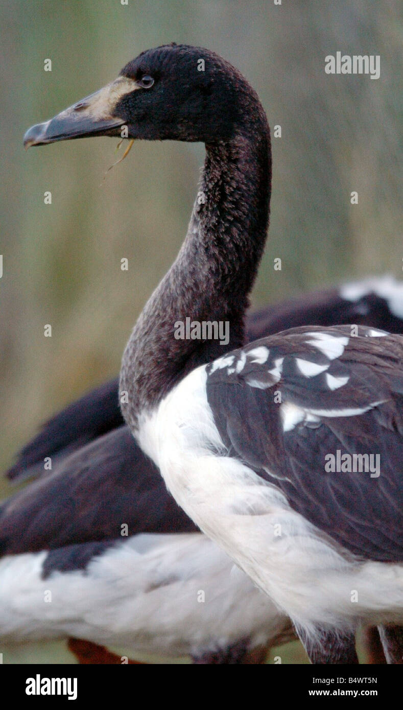 A Magpie Goose Stock Photo - Alamy