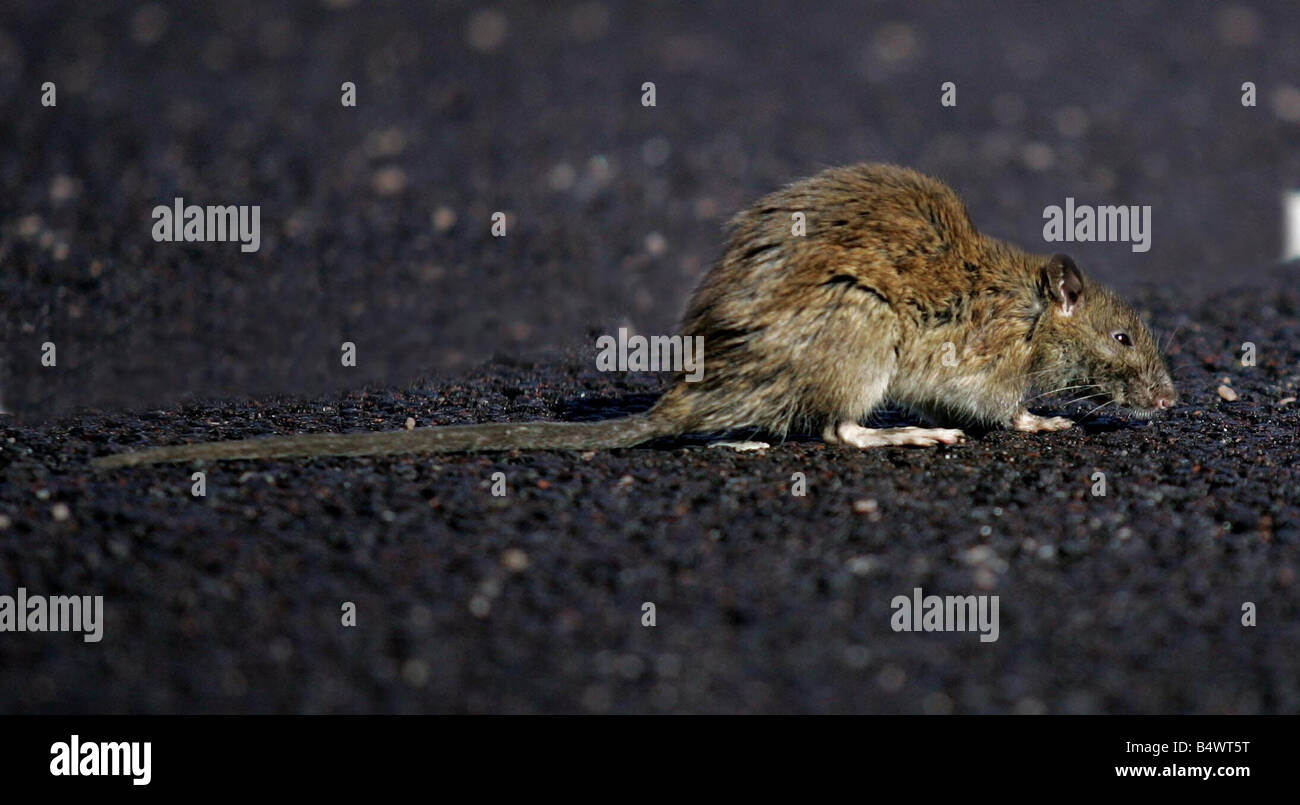 A rat on the prowl Stock Photo - Alamy