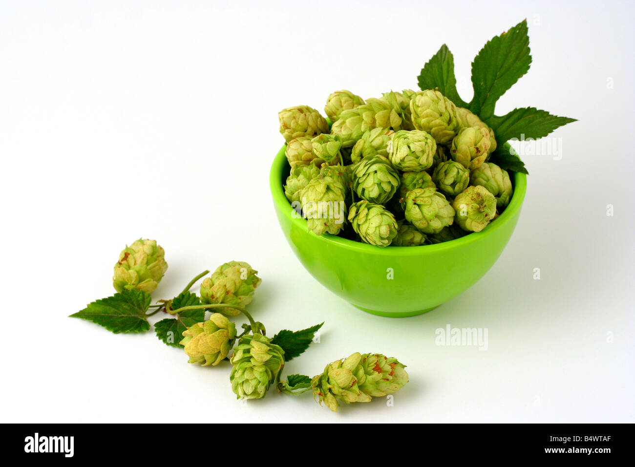 Brewer's hops Humulus lupulus Stock Photo - Alamy