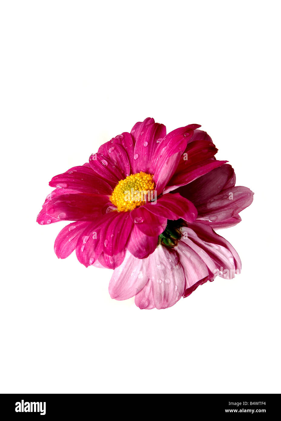 Pink daisy fresh dew Cut Out Stock Images & Pictures - Alamy