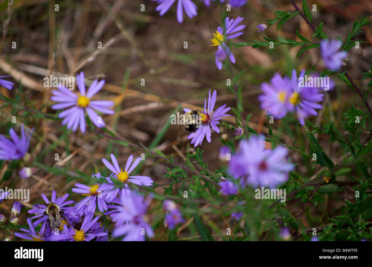 Bee on a blue flower Stock Photo - Alamy