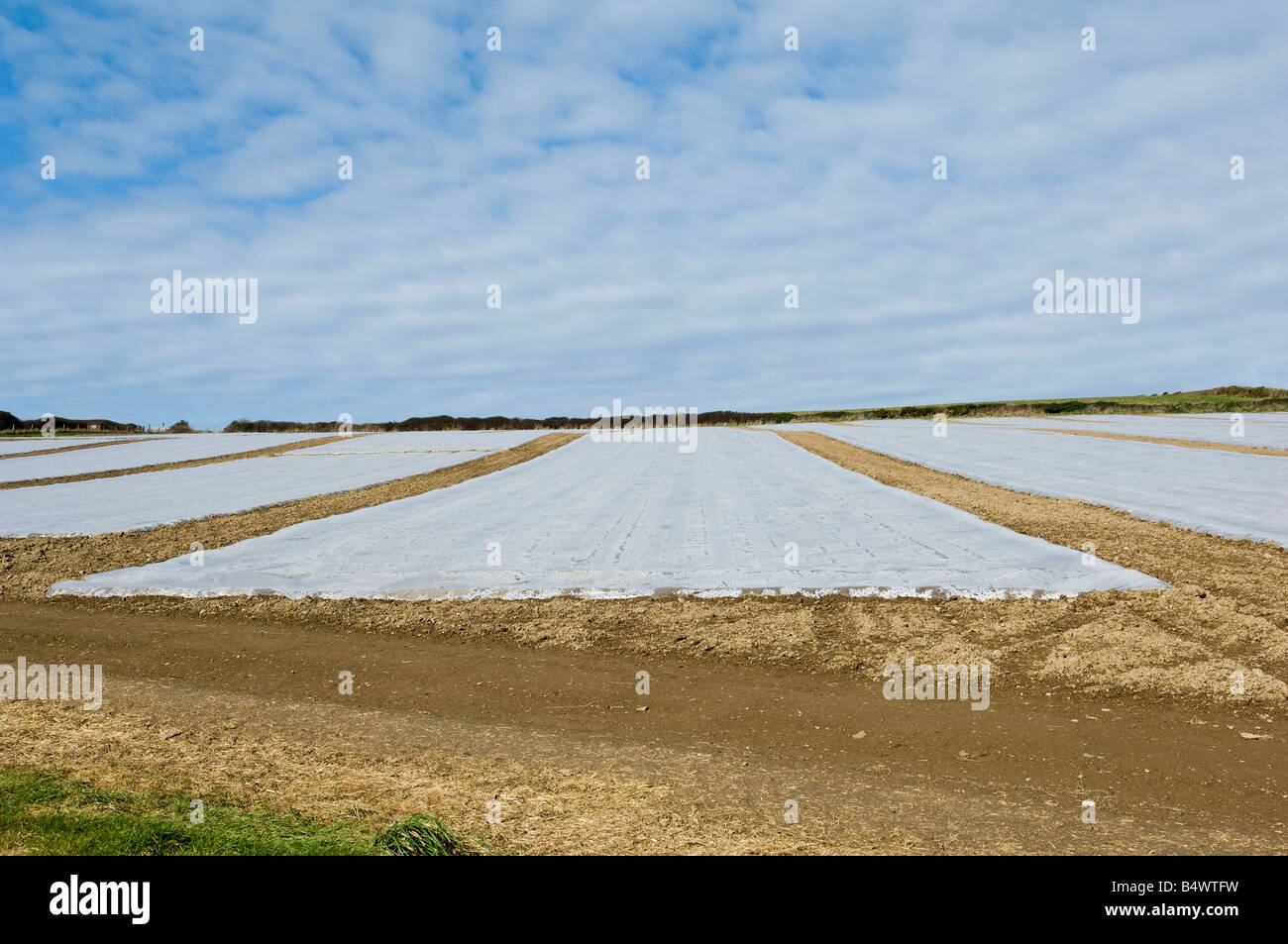 Plastic covered crop in field Stock Photo - Alamy