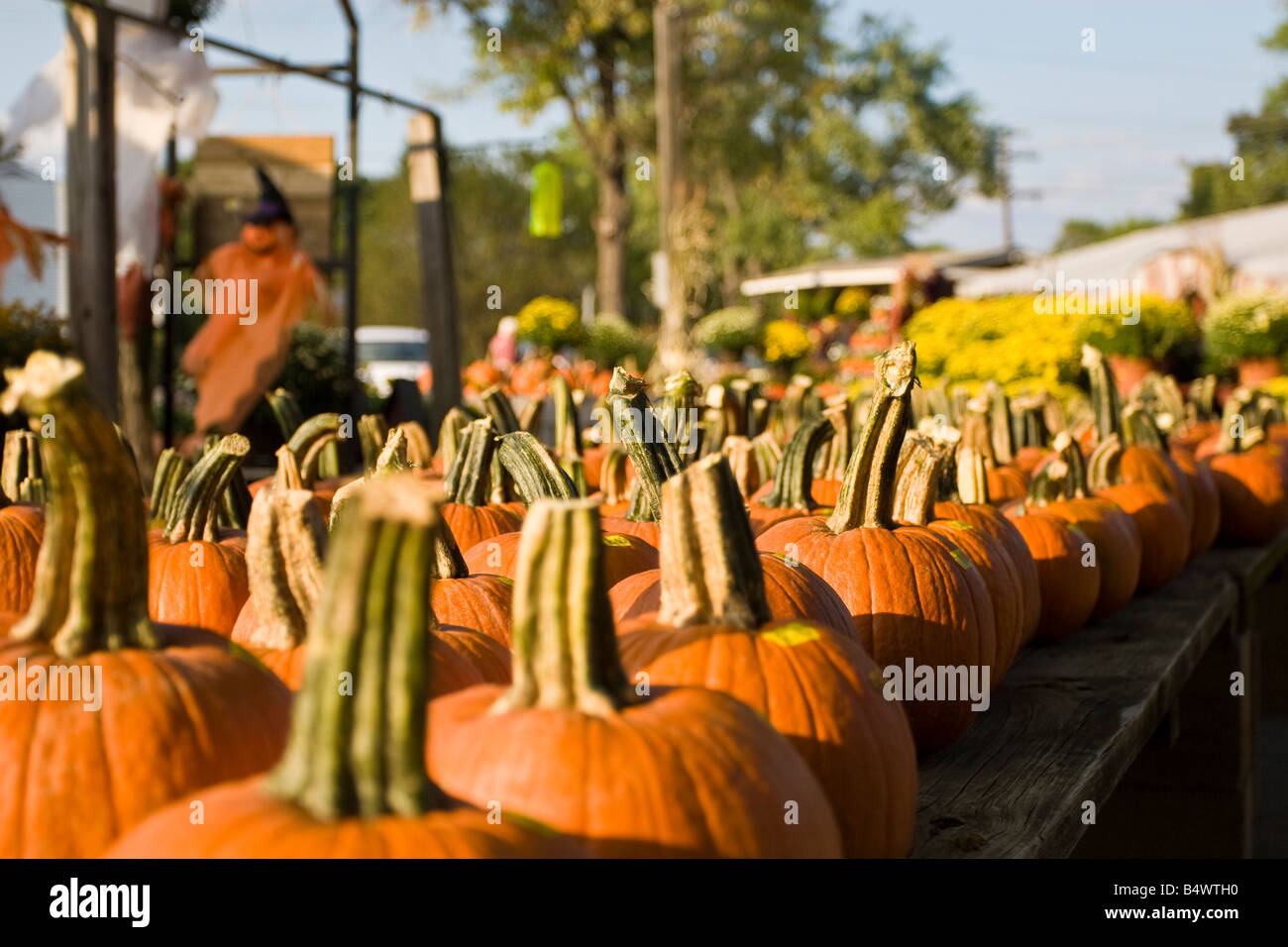 Display pumpkins fall festival hi-res stock photography and images - Alamy
