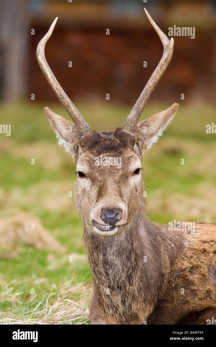 Cute red deer hi-res stock photography and images - Alamy