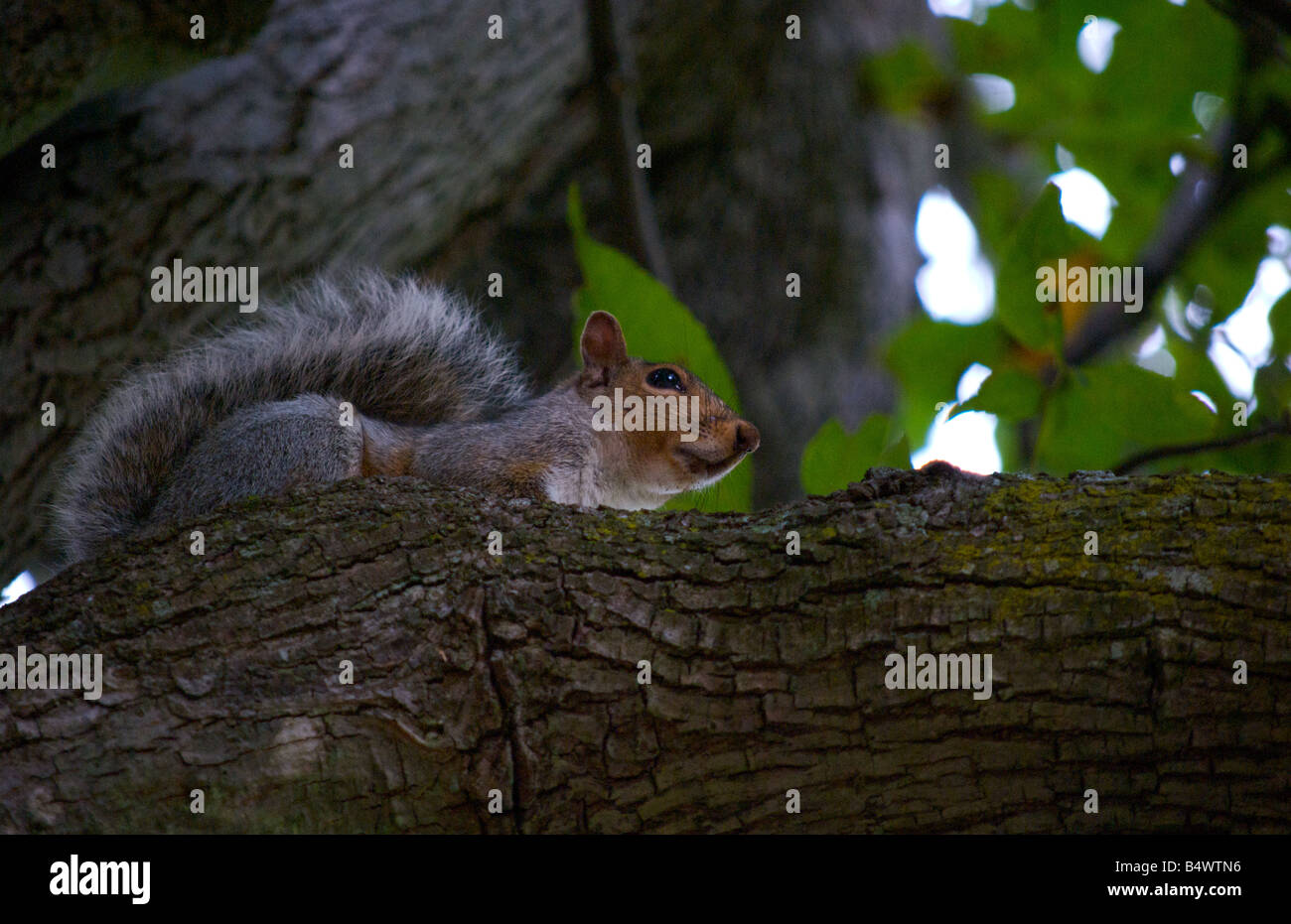 squirrels, squirels, squirel, squirel, grey, fuzzy, little, fat, animal ...