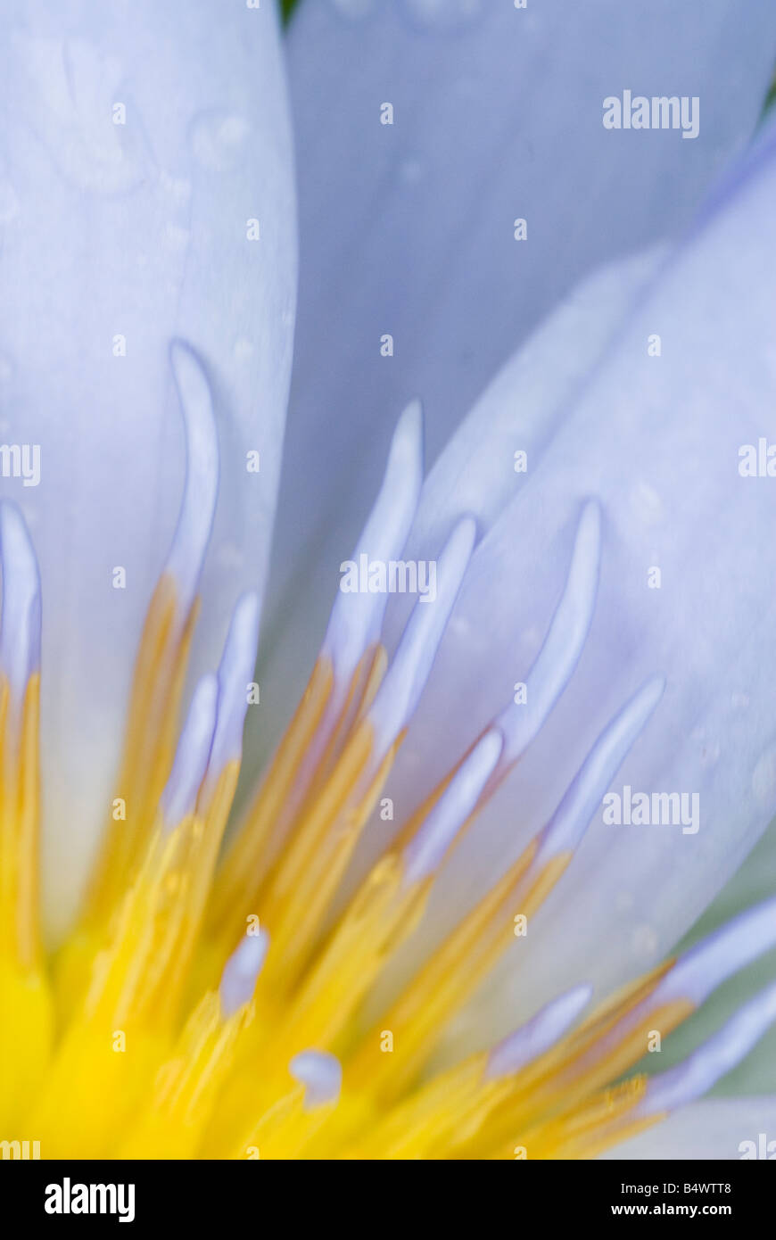 Australian native water lily Nyphaea Blue Stock Photo - Alamy