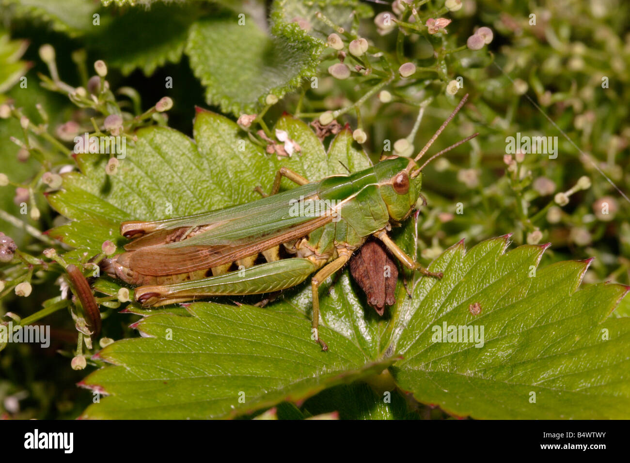 Common green grasshopper female Omocestus viridulus Acrididae UK Stock ...