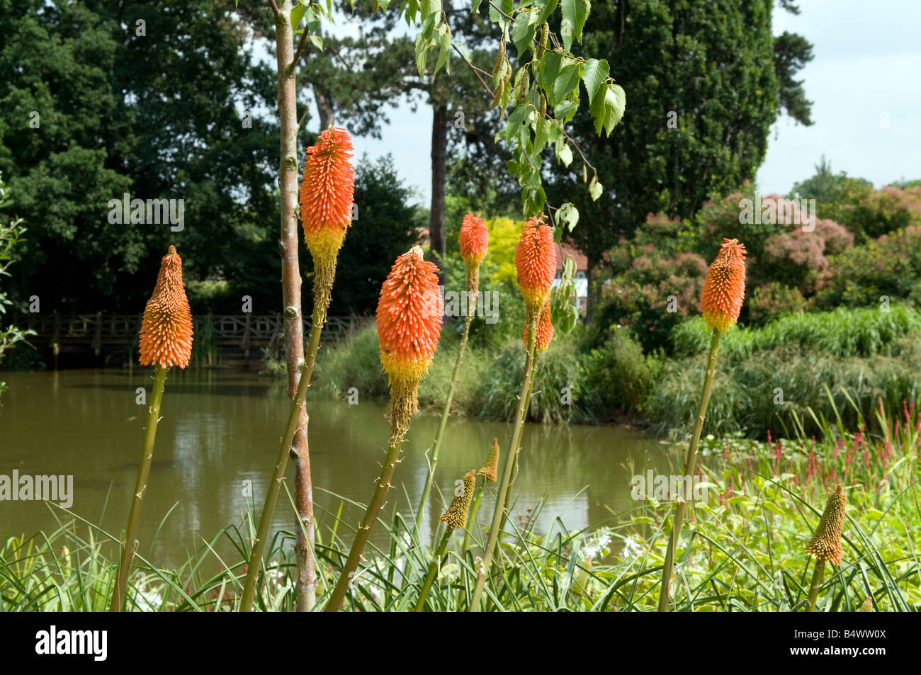 Kniphofia Red-Hot Poke Torch Lily `Prince Igor` Stock Photo - Alamy