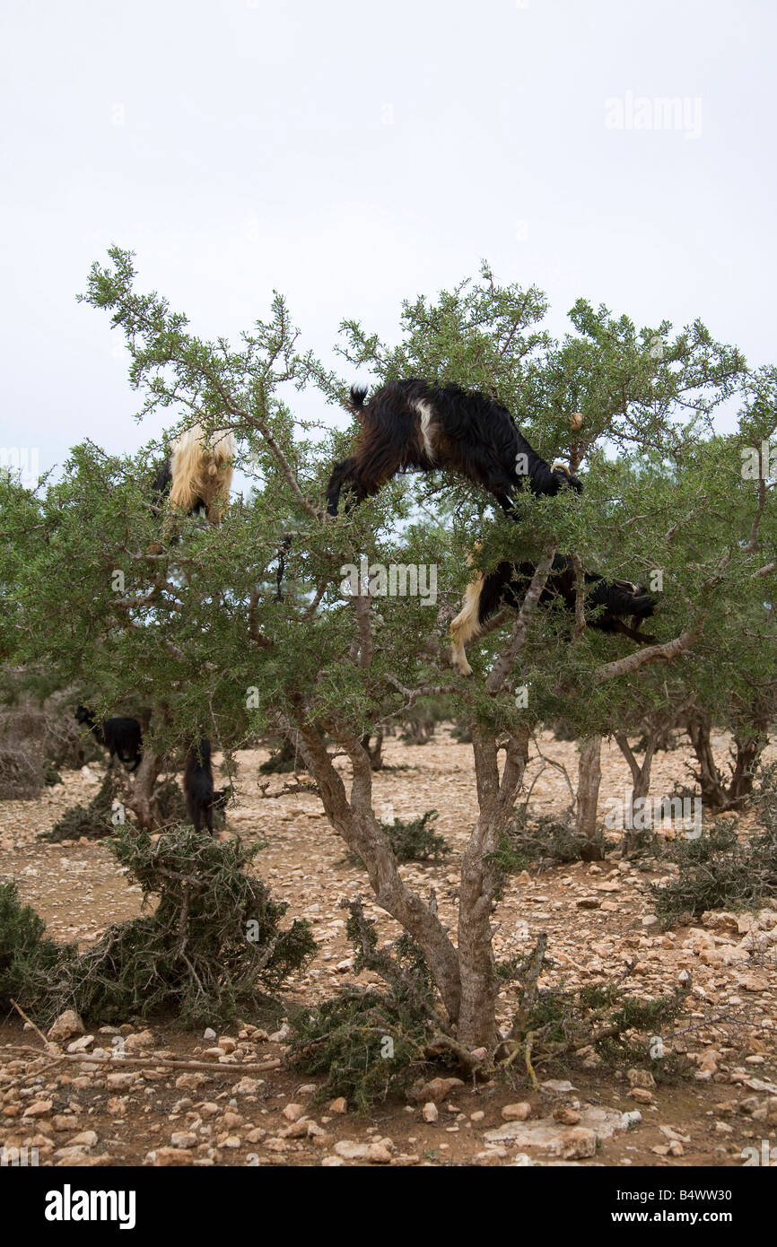 African goats on Argania trees in field near Marakesh Morocco. Vertical ...