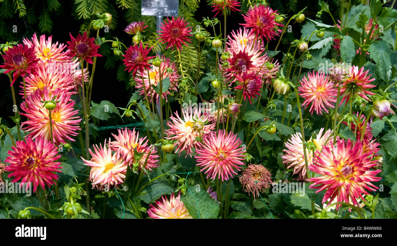Dahlia Compositae Asteraceae Stock Photo - Alamy