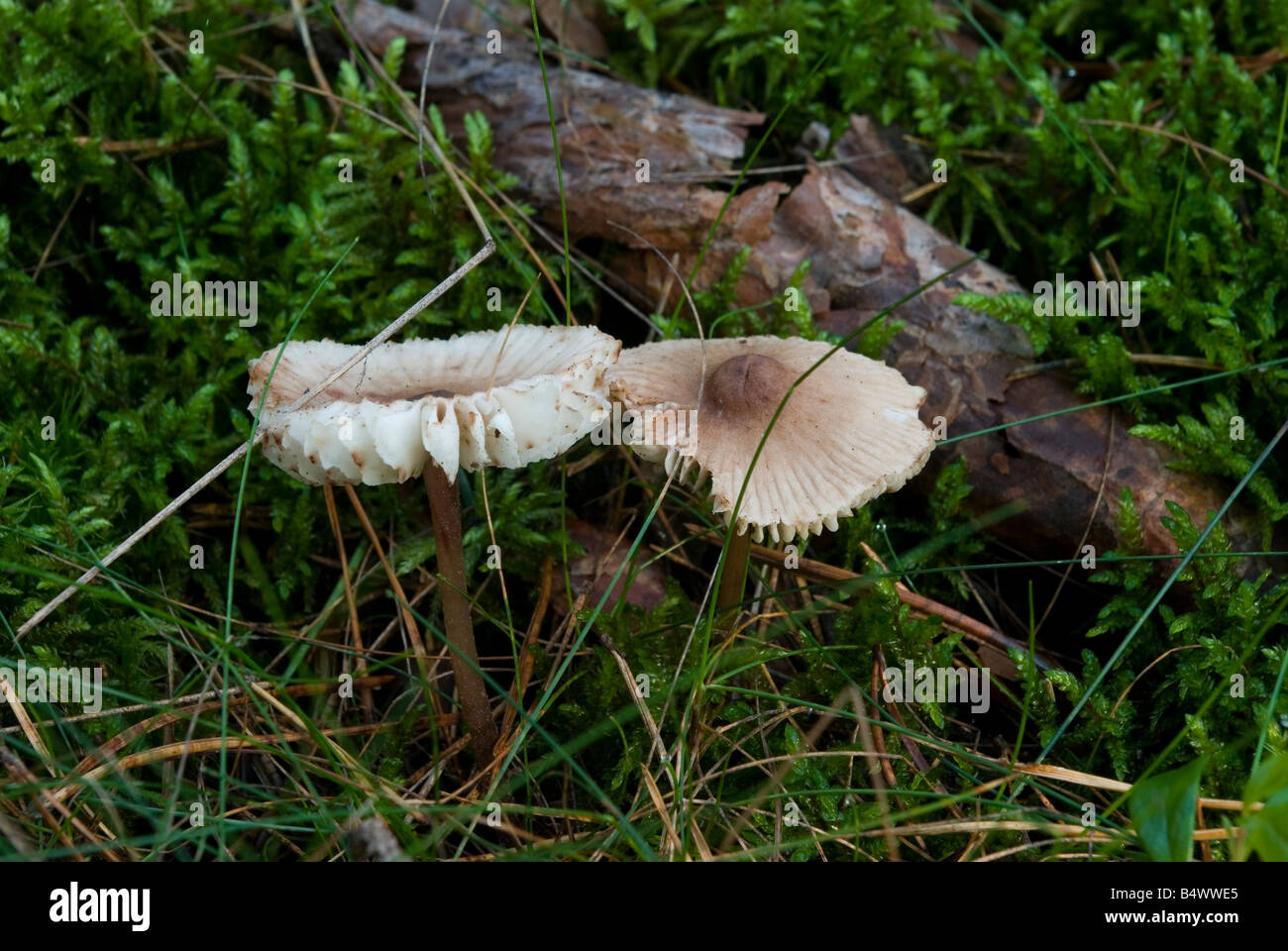Fungi Basidiomycota Stock Photos & Fungi Basidiomycota Stock Images - Alamy