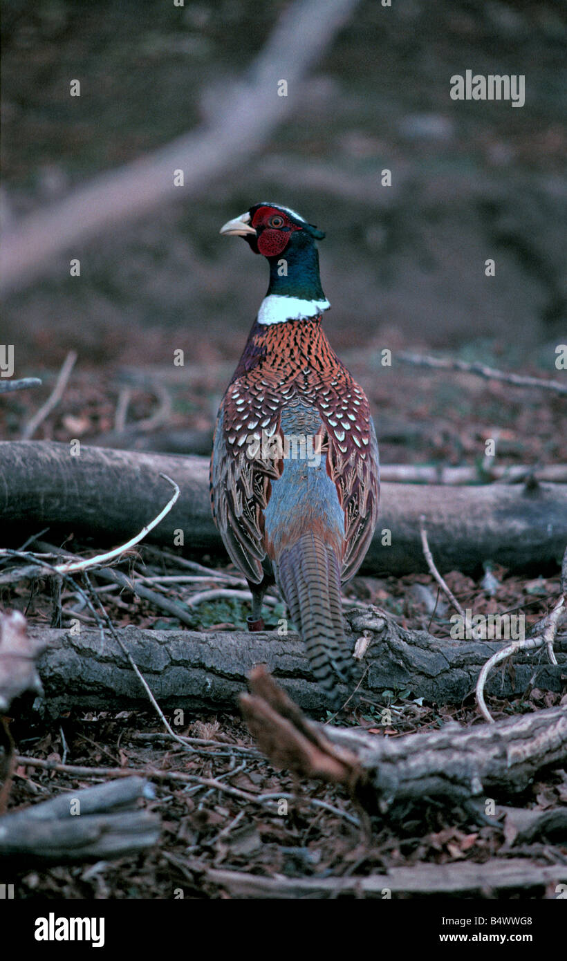 Portrait of a male Ring-necked Pheasant in Colorado. The ring-necked ...