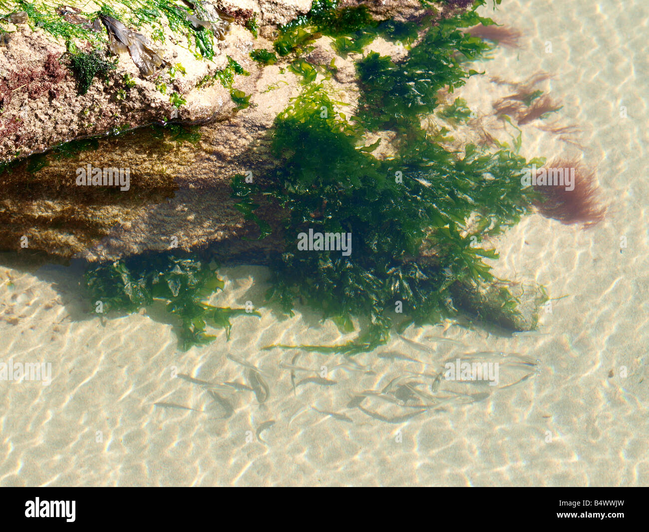 A shoal of small fish swimming near green seaweed for protection at the ...