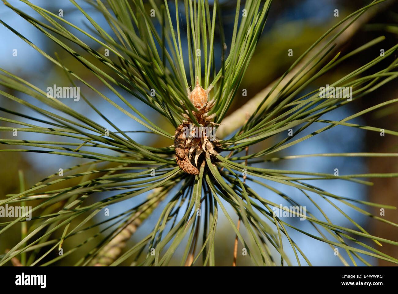 Pine needle star: End of bough of Scots Pine with tiny cones against a ...
