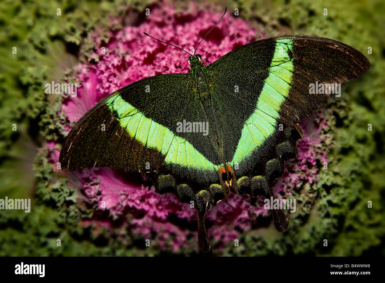 Emerald Swallowtail butterfly Stock Photo - Alamy