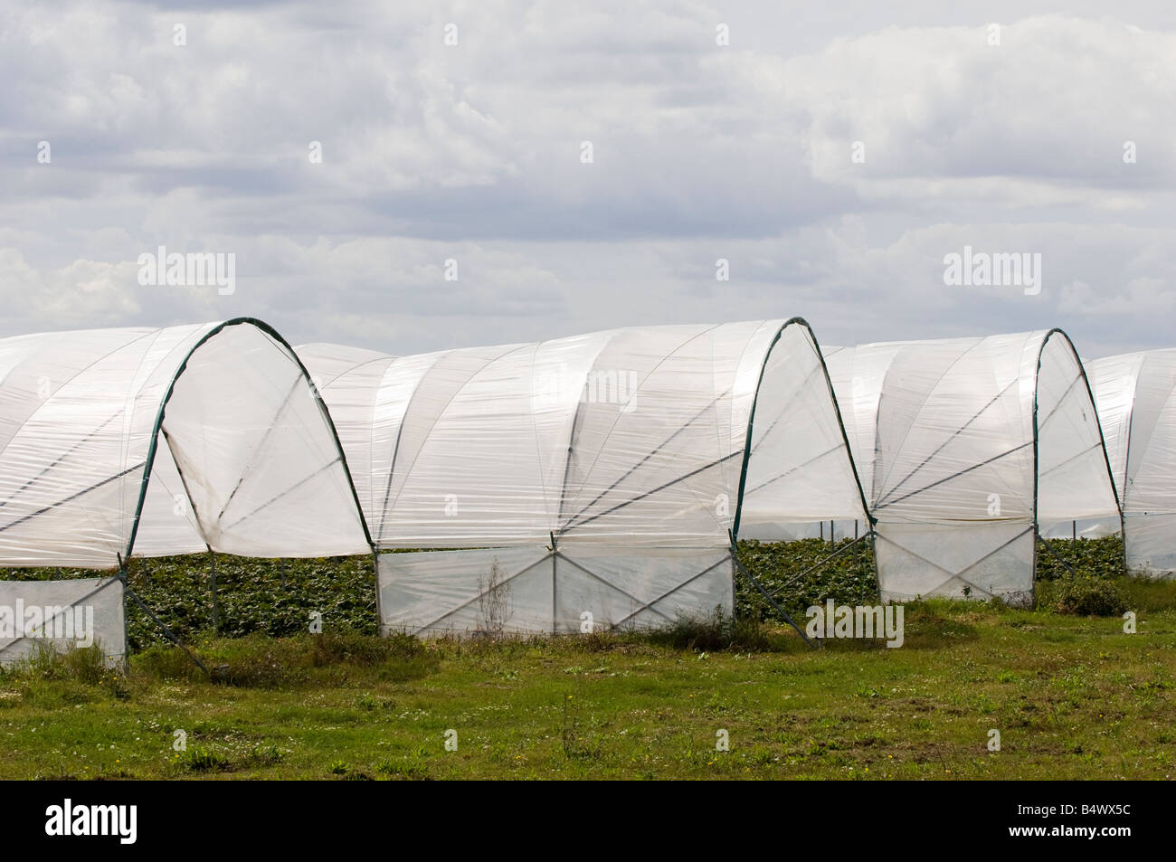 Strawberries growing under poly tunnels at Guilton Farm Kent England ...