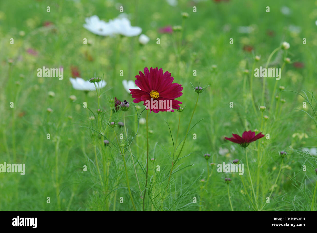Field of Cosmos Flowers blooming Stock Photo - Alamy