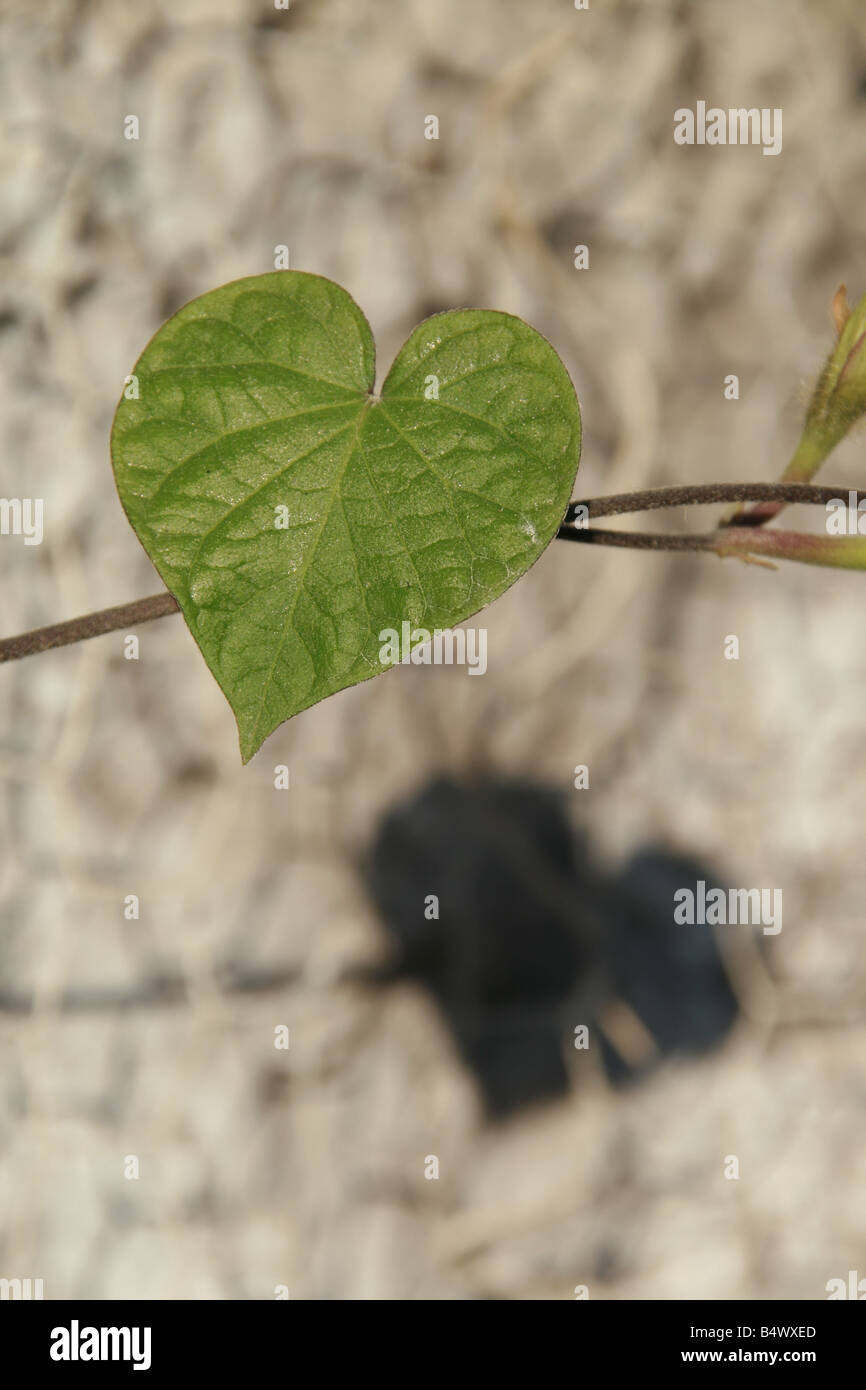 one green heart shape leaf in countryside Stock Photo - Alamy