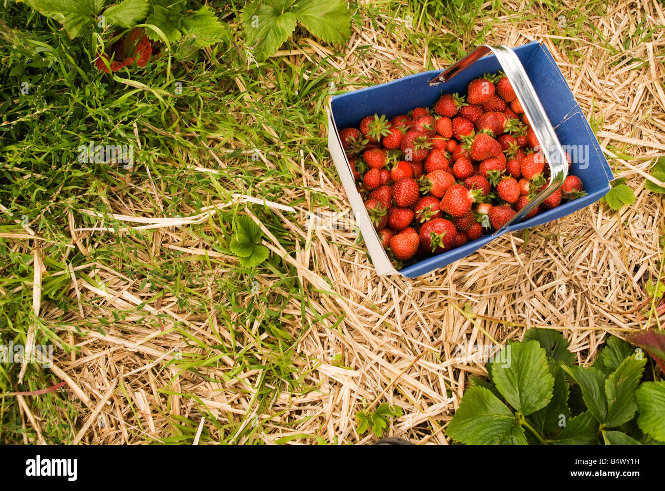 A box of strawberries Stock Photo - Alamy