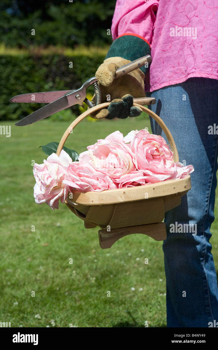 Cut roses shrub hi-res stock photography and images - Alamy