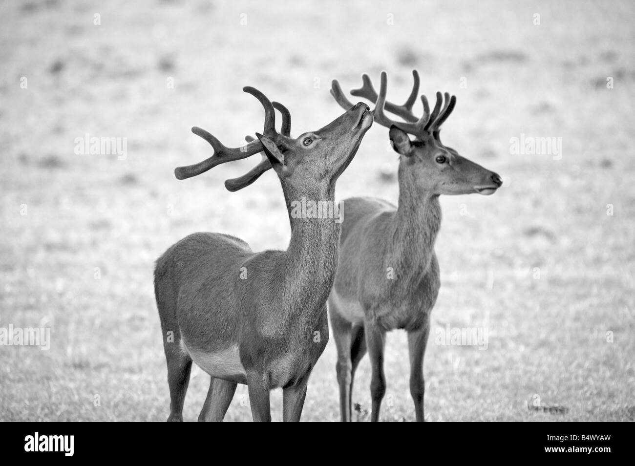 Two deer in the Park Stock Photo - Alamy