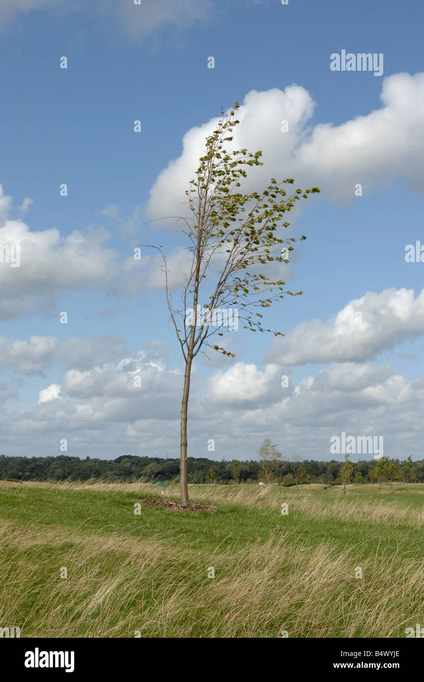Windswept tree hi-res stock photography and images - Alamy