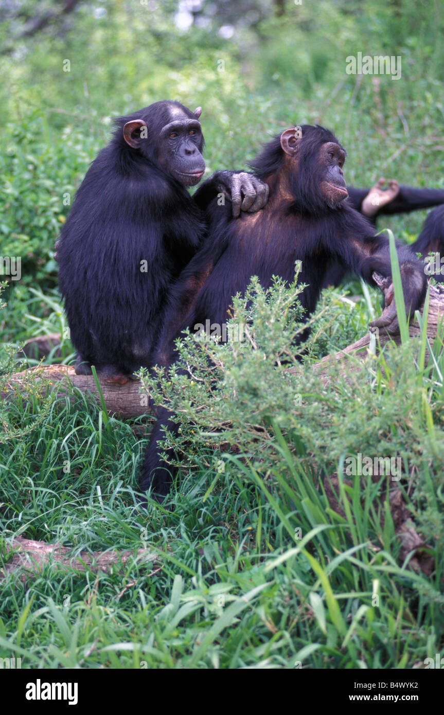 Chimp grooming hi-res stock photography and images - Alamy