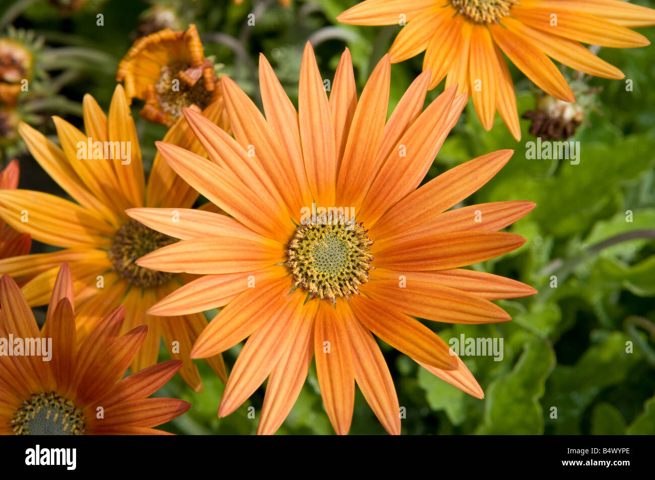 Flame hybrid hi-res stock photography and images - Alamy