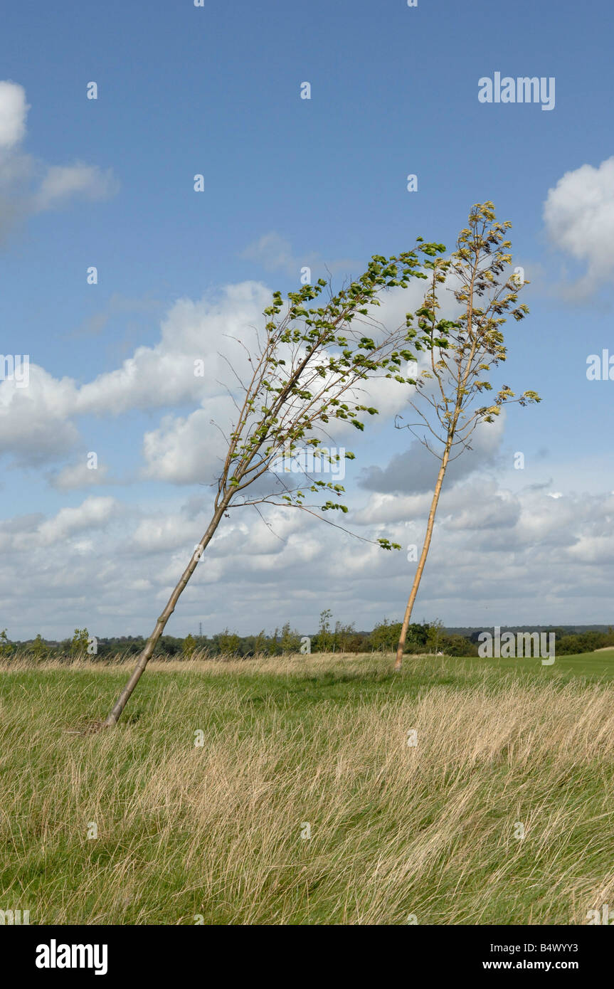 Wind blown tree hi-res stock photography and images - Alamy