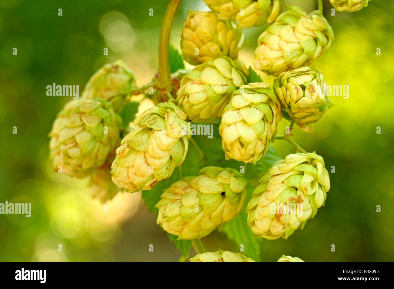 Brewer's hops Humulus lupulus Stock Photo - Alamy