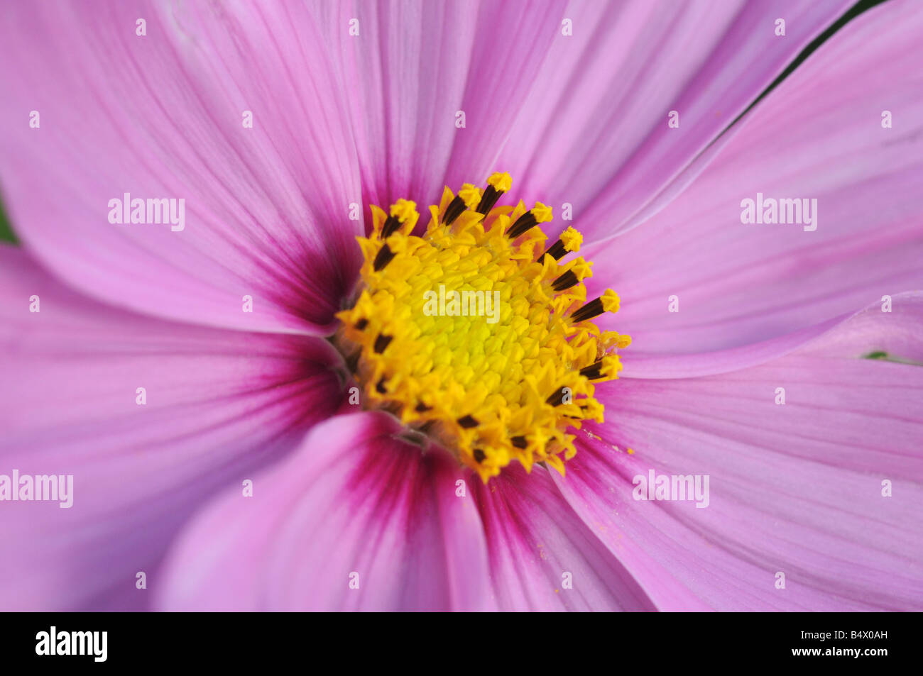 Cosmos lavender petals. Close-up Stock Photo - Alamy