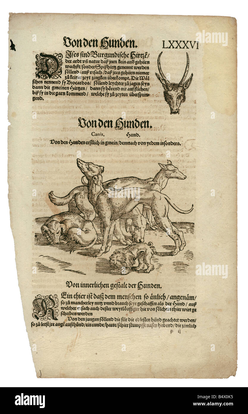 zoology / animals, textbooks, "Historia animalium", by Conrad Gessner ...