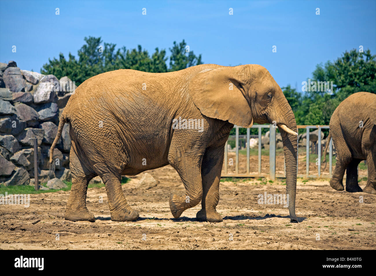 Indian bull elephant hi-res stock photography and images - Alamy