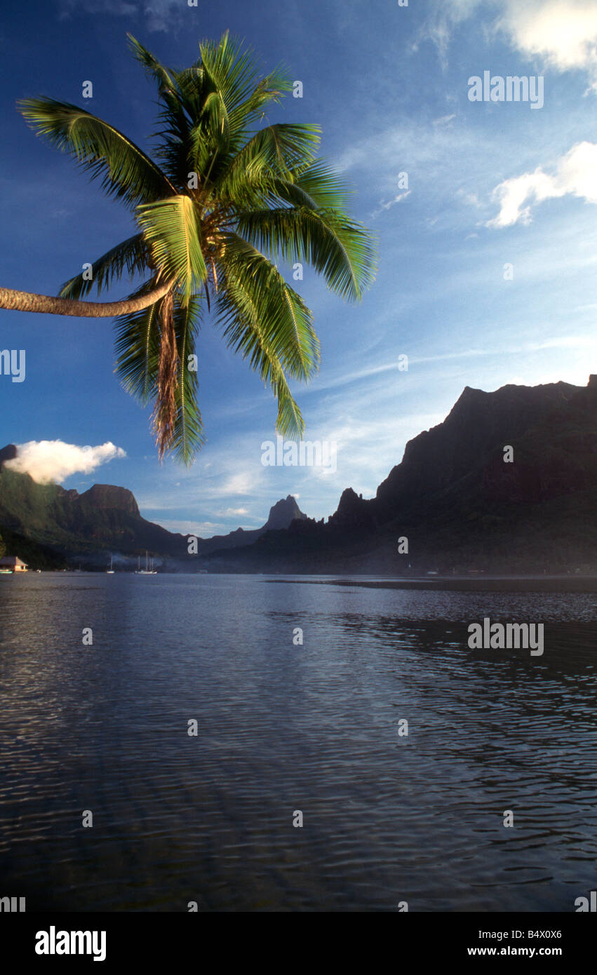 Lone coconut palm tree over Cooks Bay Moorea French Polynesia Stock ...