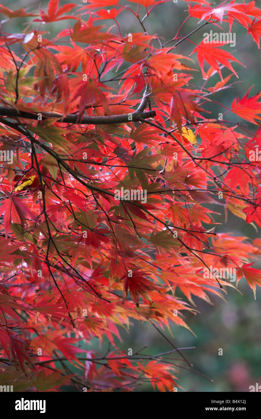 Close up of the back of red Japanese Acer tree leaves in Autumn, UK ...