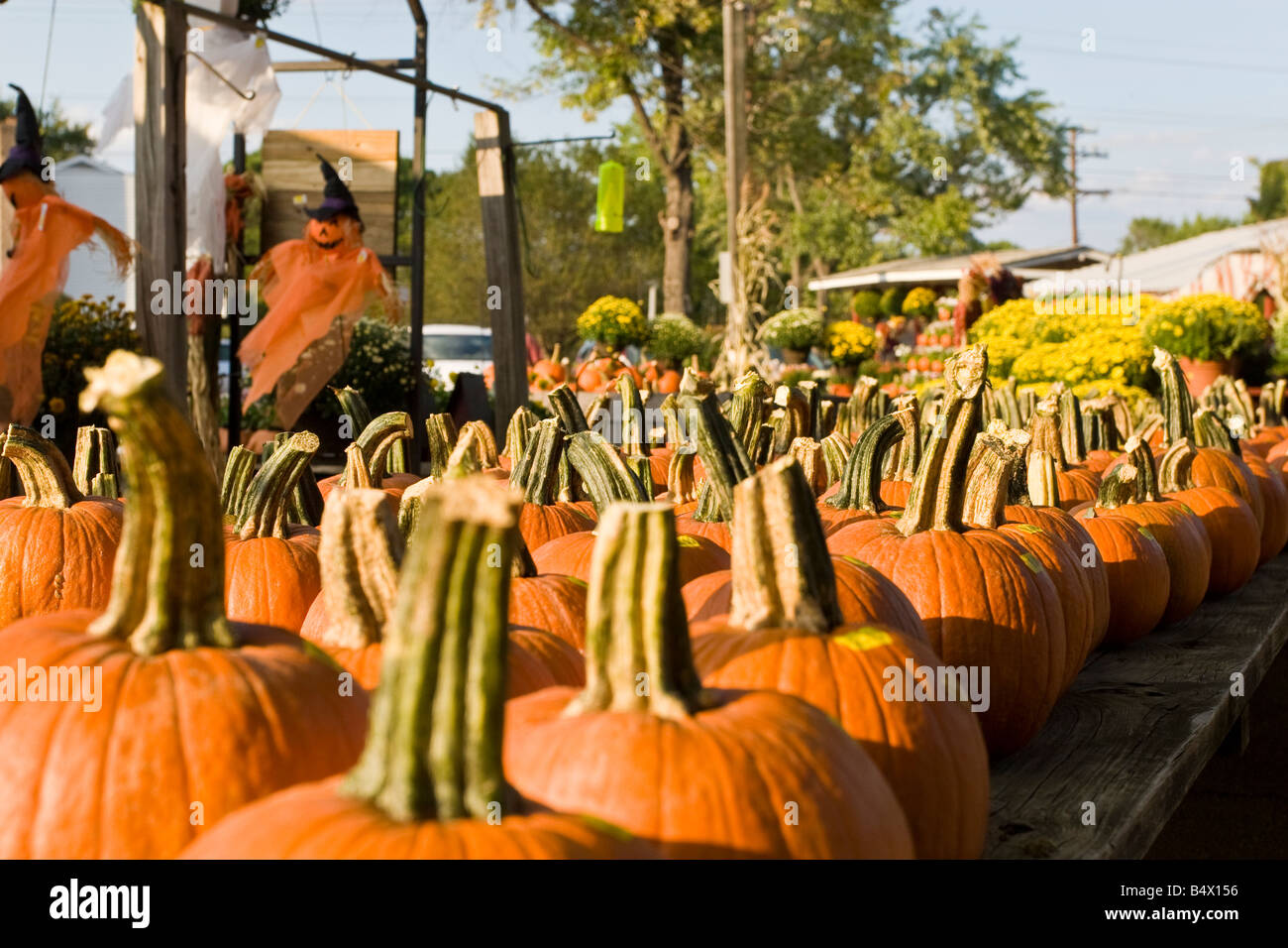 Halloween Pumpkin Stands at Autumn Festival Stock Photo - Alamy