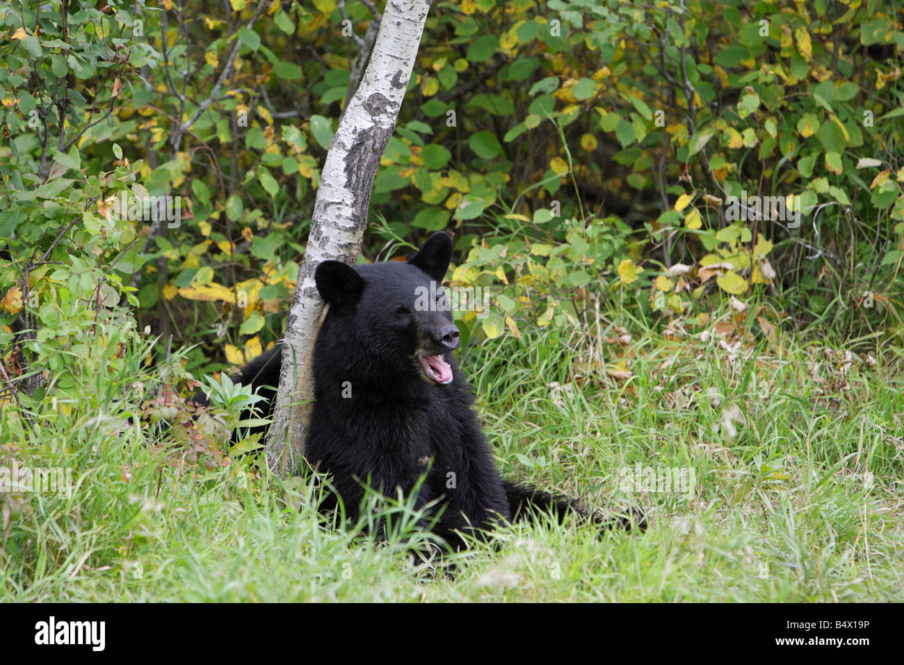 Black Bear Ursus americanus cub sitting with its back against a tree ...