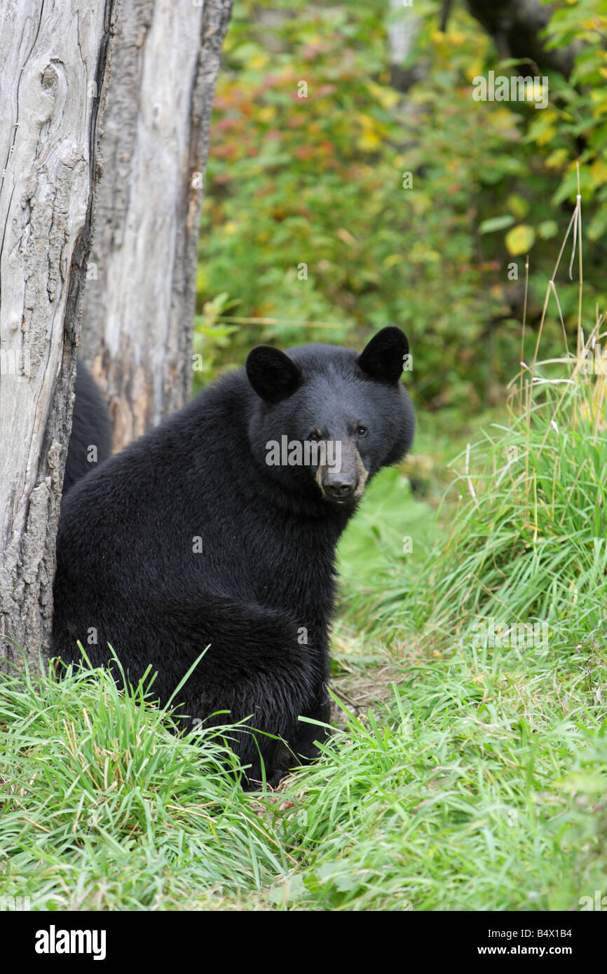 Black Bear Ursus americanus cub sitting by a tree looking over its ...