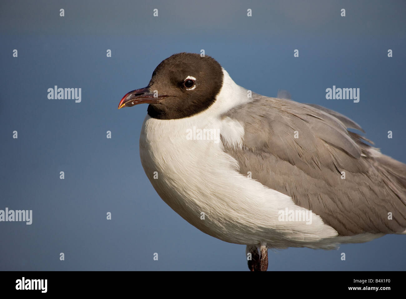 Close up of a laughing gull Stock Photo - Alamy