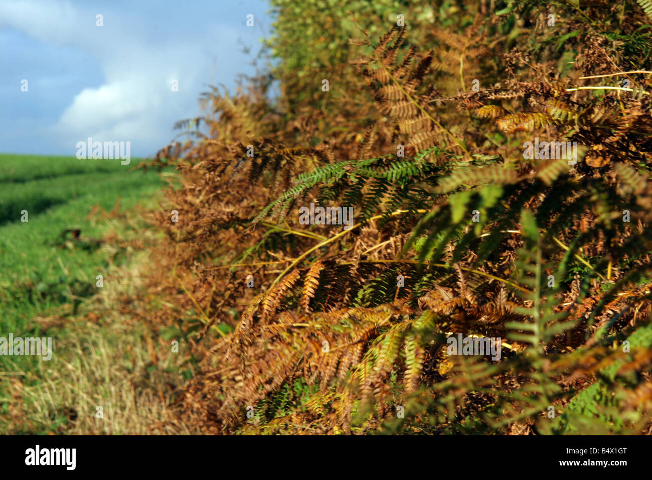 Ferns in hedge hi-res stock photography and images - Alamy
