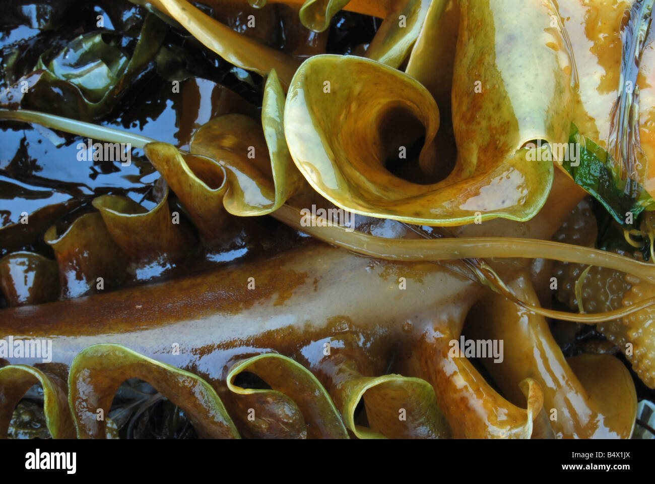 Strand of kelp hi-res stock photography and images - Alamy