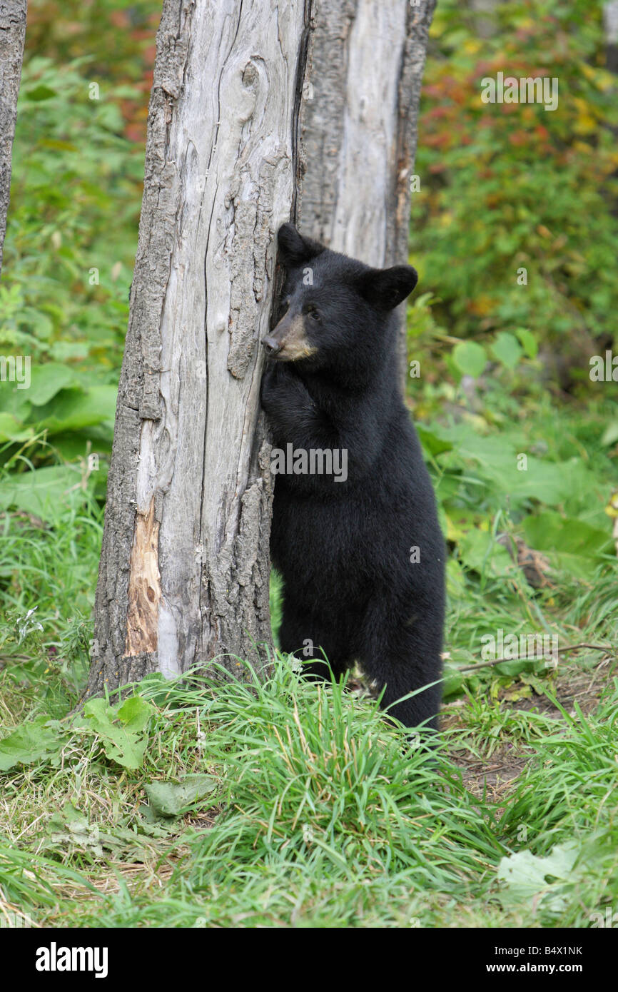 Black Bear Ursus americanus cub standing upright erect on its hind legs ...