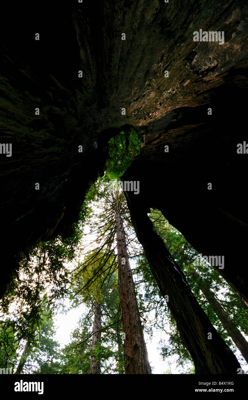 Inside a hollow tree hi-res stock photography and images - Alamy