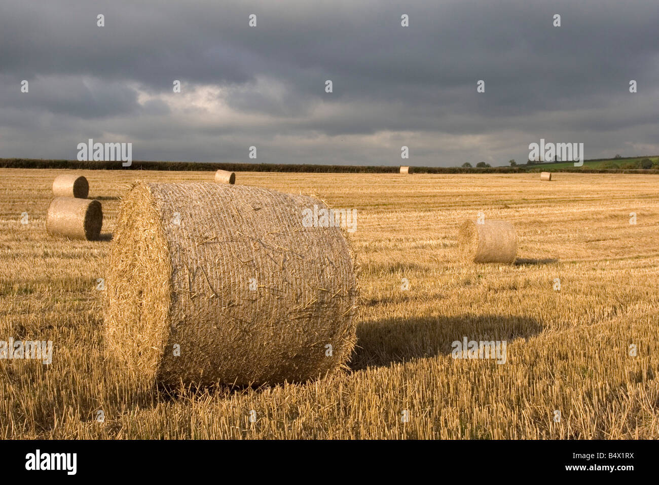 Devon Hay Rolls Stock Photo - Alamy
