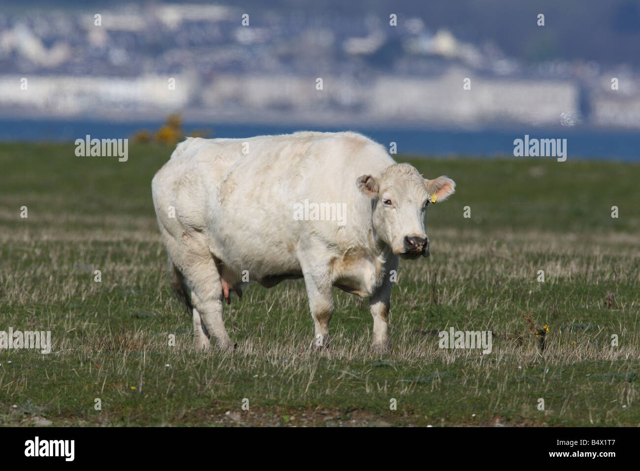 HEIFER COW STANDING IN GRASS SIDE VIEW Stock Photo - Alamy