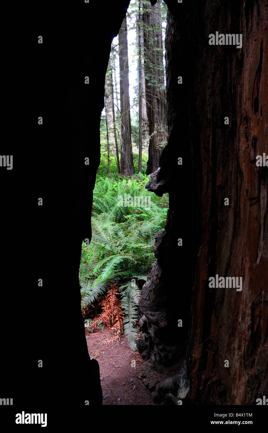 Tree trunk hollow hi-res stock photography and images - Alamy