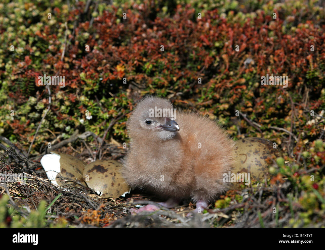 Falkland Skua (chick Stock Photo - Alamy