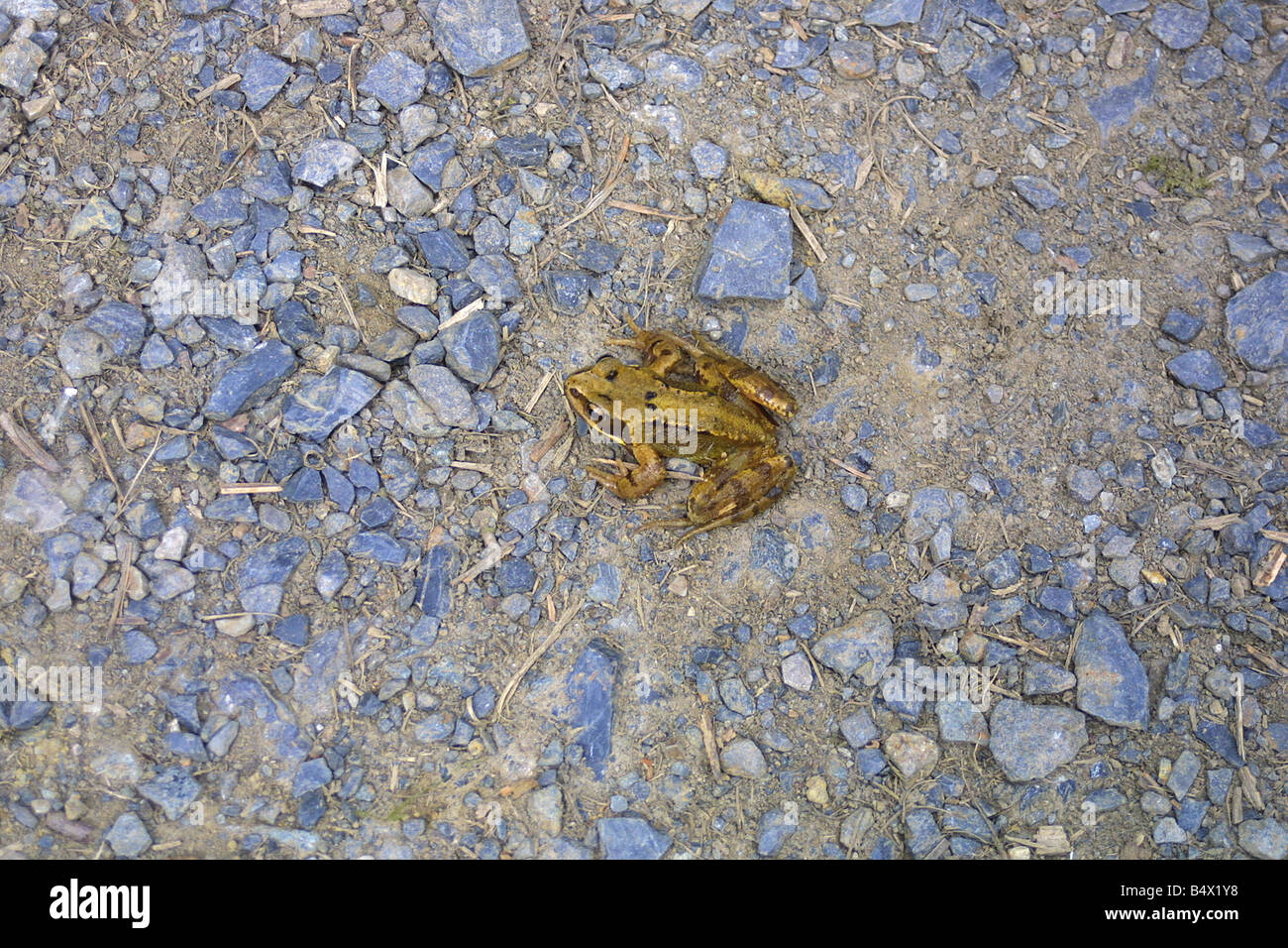 Rana temporaria, European Common Brown Frog crossing road track, Wales ...
